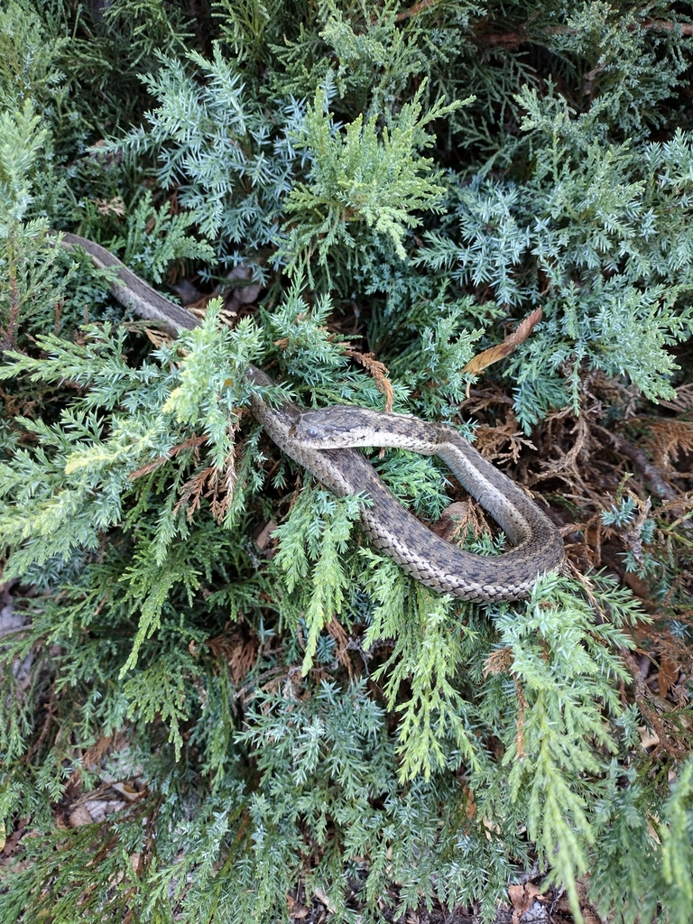 Western Terrestrial Garter Snake from Moscow, ID, USA on September 15 ...