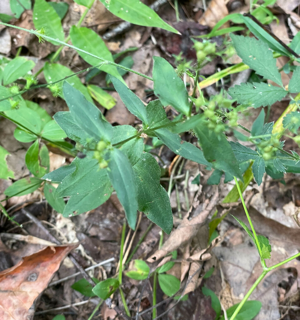 summer bluet in September 2023 by johnbotany · iNaturalist