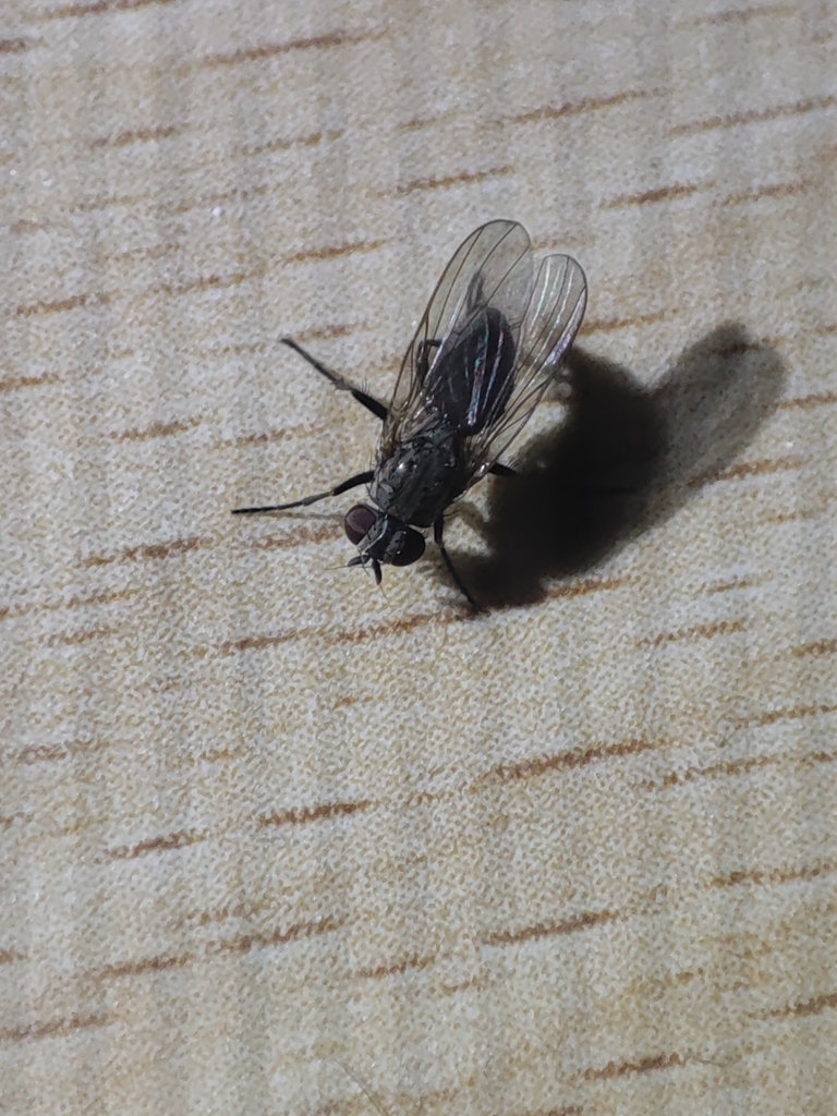 Lesser House Fly in September 2023 by Nairod · iNaturalist