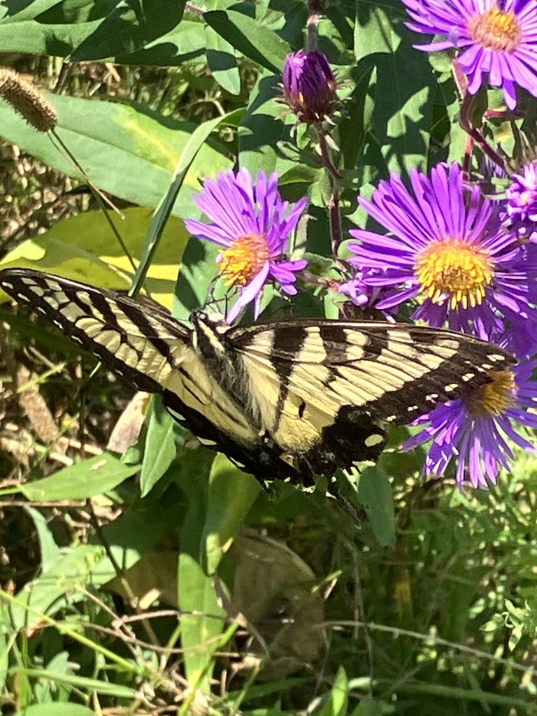 Eastern Tiger Swallowtail from 20073 Porterfield Rd, Alton, ON L7K 1S9, Canada on September 19 ...