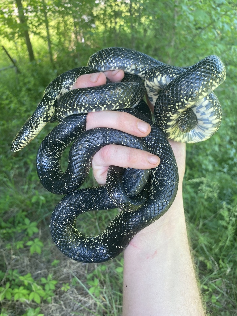 Black Kingsnake in May 2022 by Jonathan Lafferty · iNaturalist