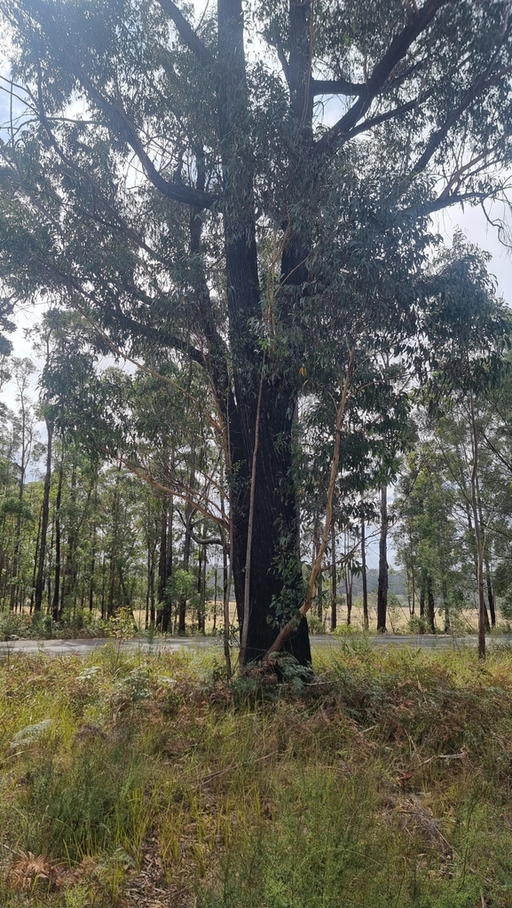 Silvertop Ash from Wombat Creek VIC 3888, Australia on September 20 ...