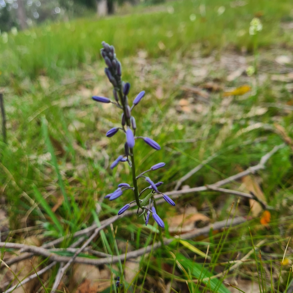 blue grass lily from Crafers SA 5152, Australia on September 20, 2023 ...