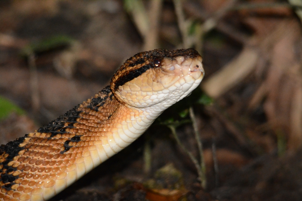 South American Bushmaster in March 2015 by Fortunato rayan perez ...