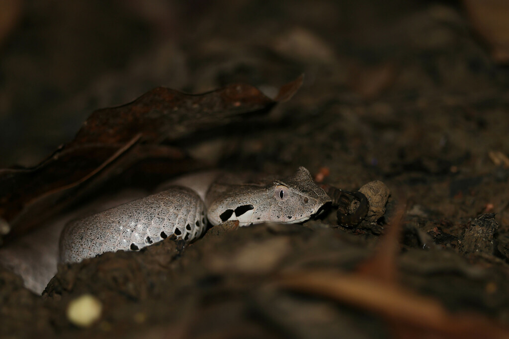 New Guinea Death Adder from Merauke Regency, Papua, Indonesia on ...
