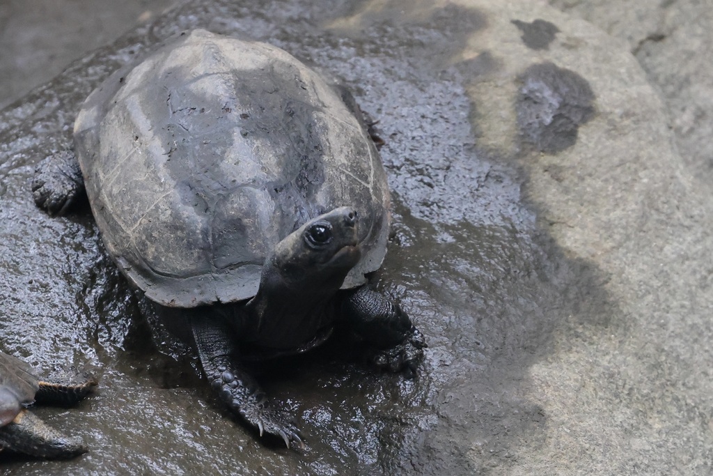 Japanese pond turtle in September 2023 by Juan Martinez · iNaturalist