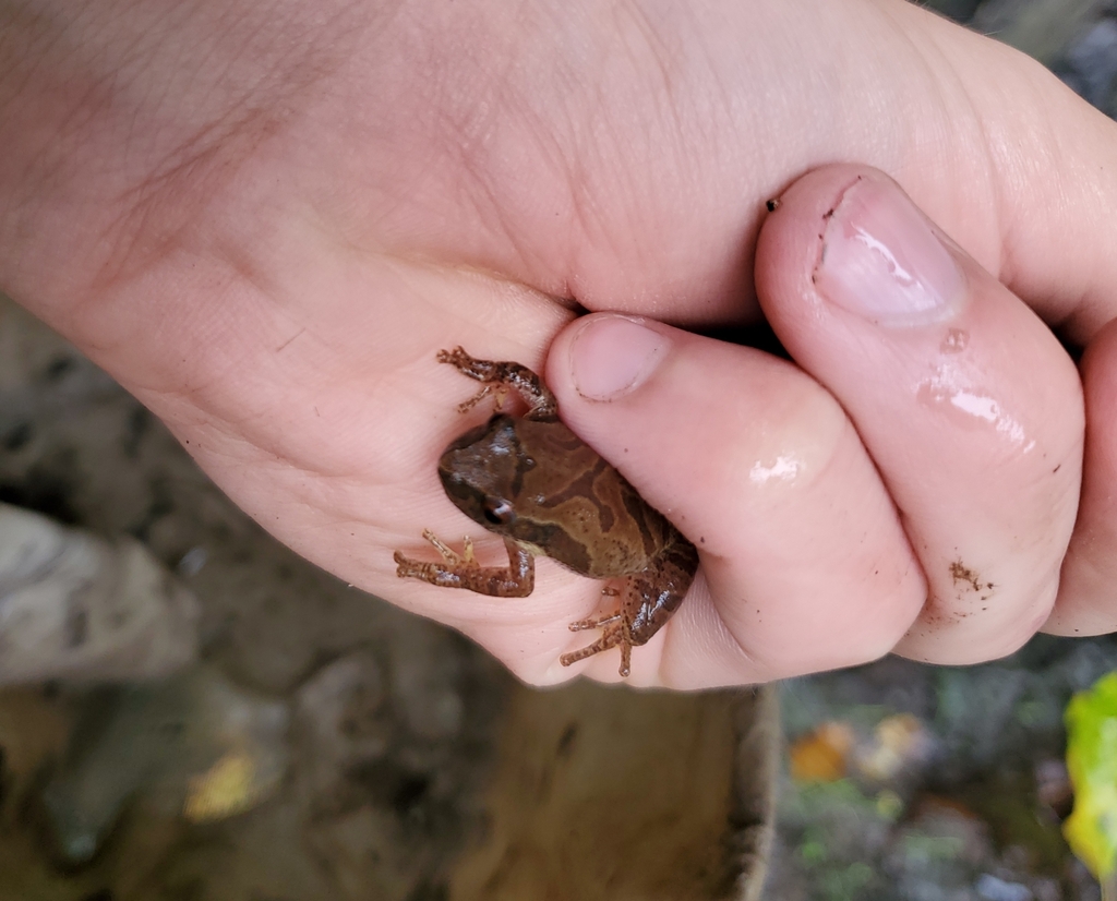 Spring Peeper in October 2021 by Talus Rutgers · iNaturalist