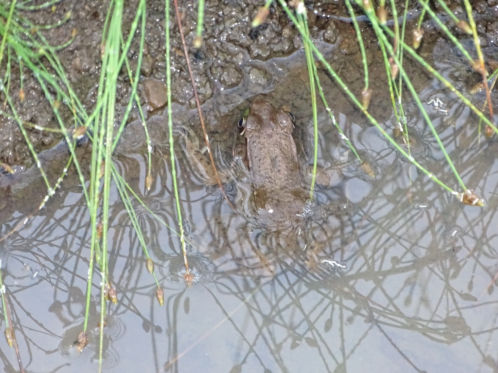 Green Frog in September 2023 by Scott Pohlman · iNaturalist