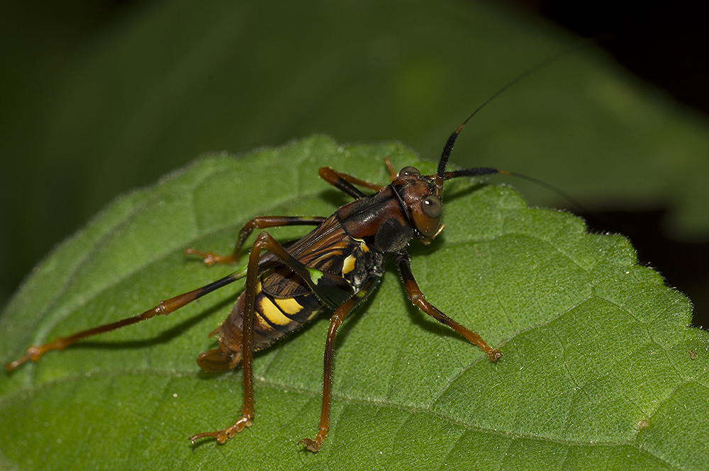 Scaphura nigra from Tapiraí - SP, 18180-000, Brasil on January 18, 2013 ...
