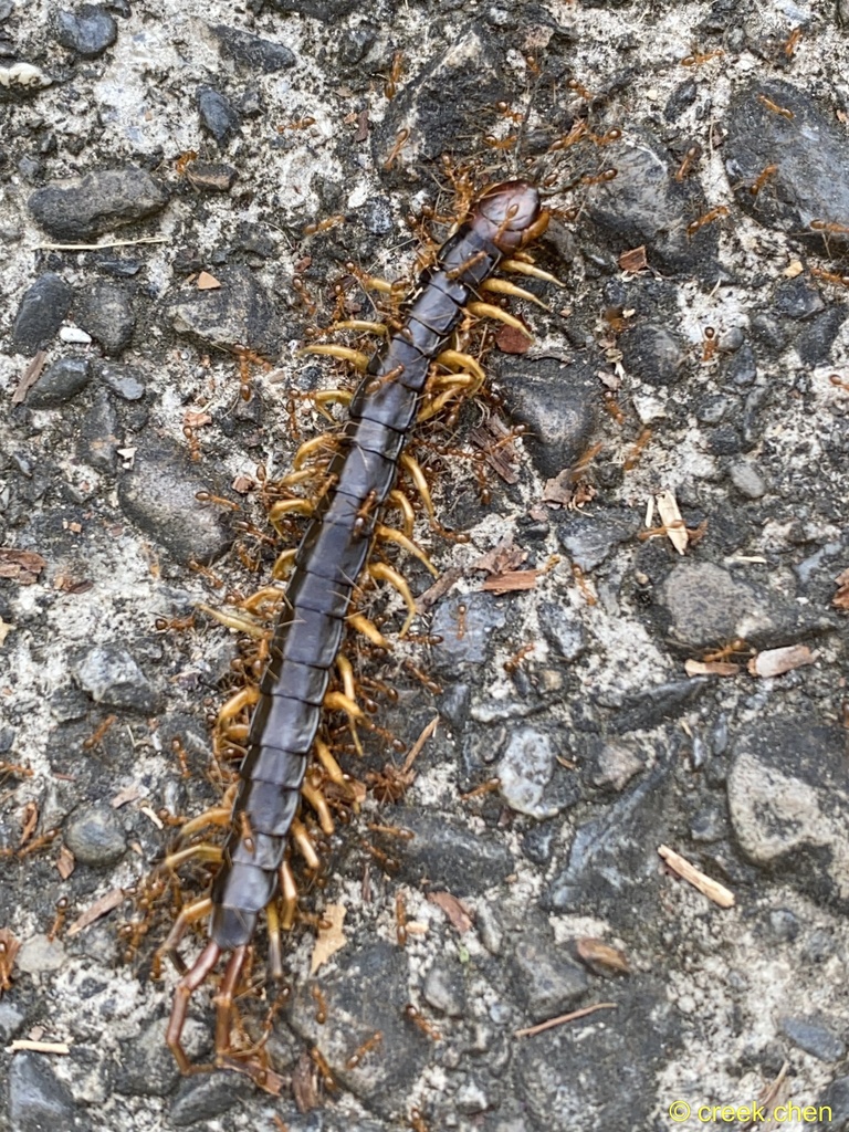 Chinese Red-headed Centipede from 天主教五峰旗聖母朝聖地, 礁溪鄉, ILA, TW on ...