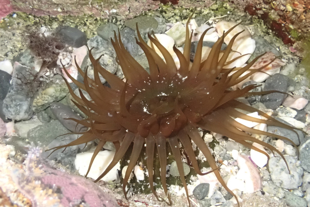 Green snakelock anemone from King Island, TAS, Australia on September ...