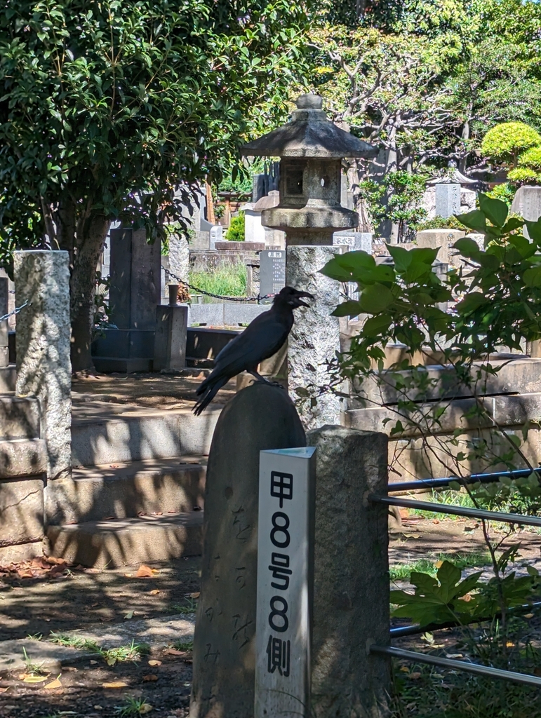 Japanese Crow from Yanaka, Taito City, Tokyo 110-0001, Japan on ...