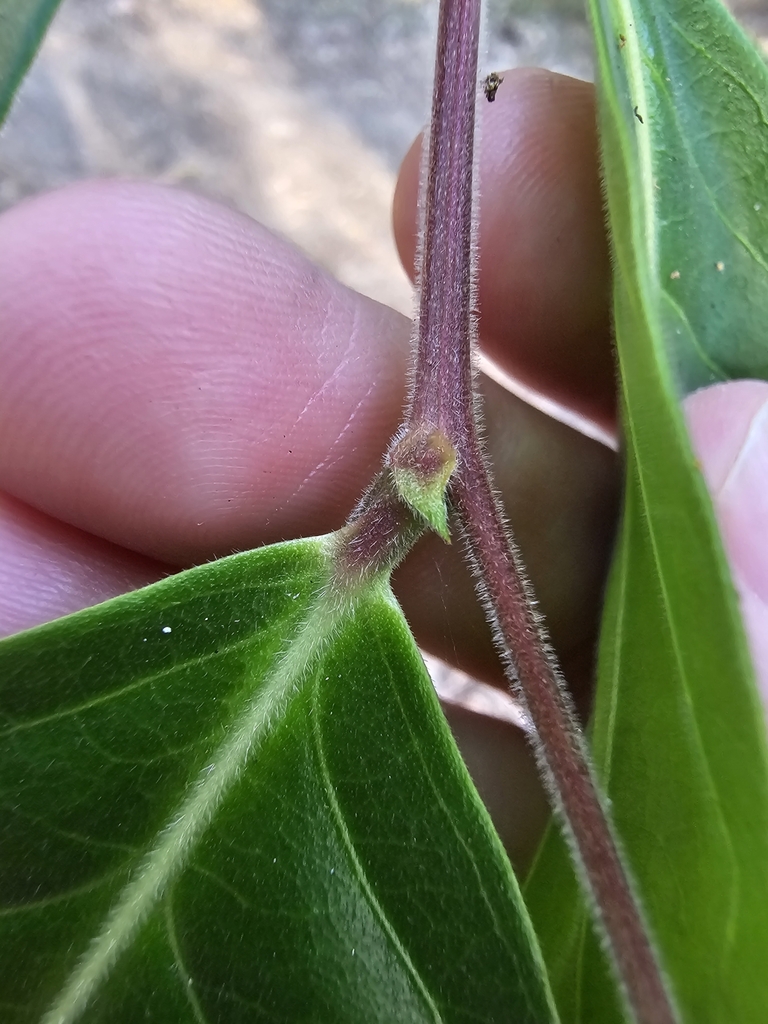 Glochidion in September 2023 by Dan · iNaturalist