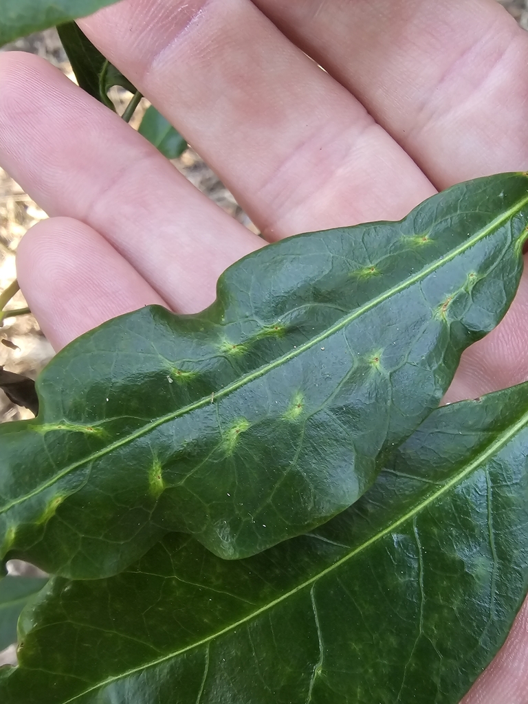 Cheese Tree in September 2023 by Dan · iNaturalist