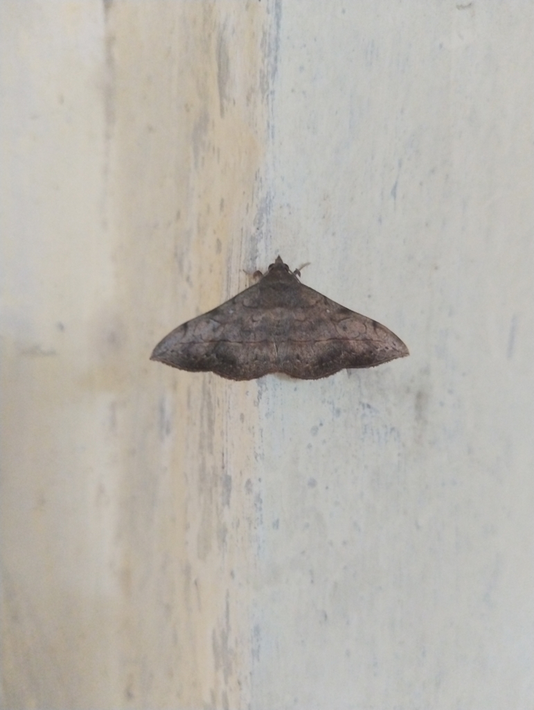 Anticarsia irrorata from EM/72, BTPS Colony, Deepnagar, Bhusawal ...