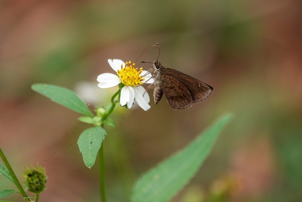 Forest Hopper from 雷公田 Tai Lam, New Territories, Tai Lam, 香港 on ...