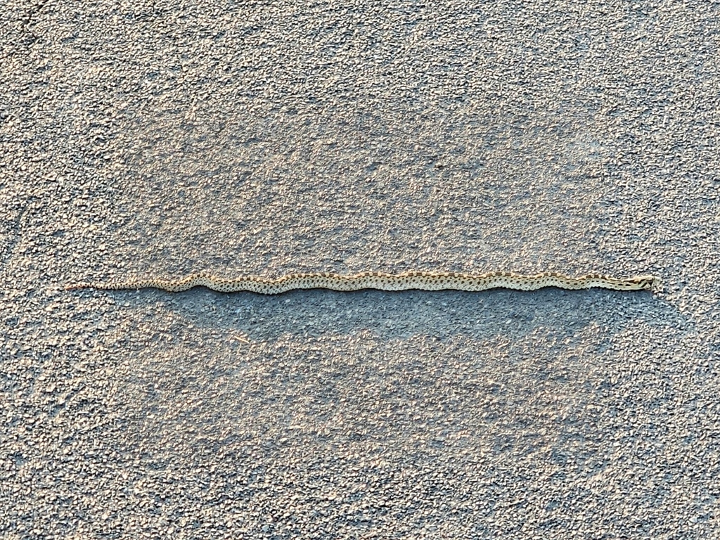 Pacific Gopher Snake from Stanford, CA 94305, USA on September 20, 2023 ...
