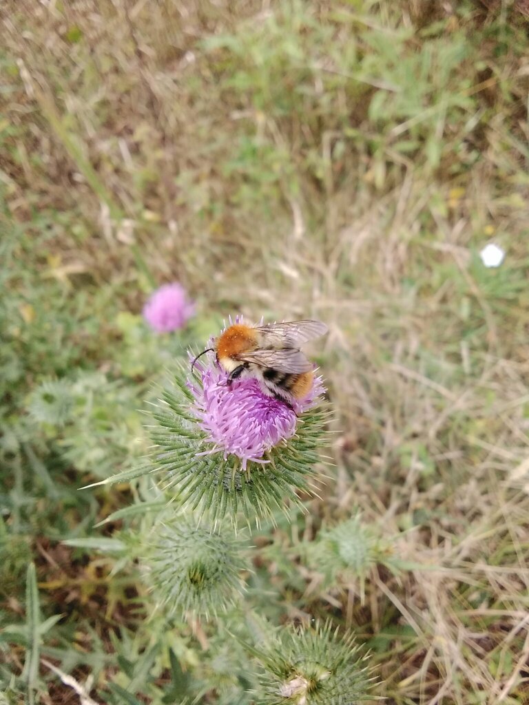 Common Carder Bumble Bee from 01390 Civrieux, France on August 2, 2020 ...