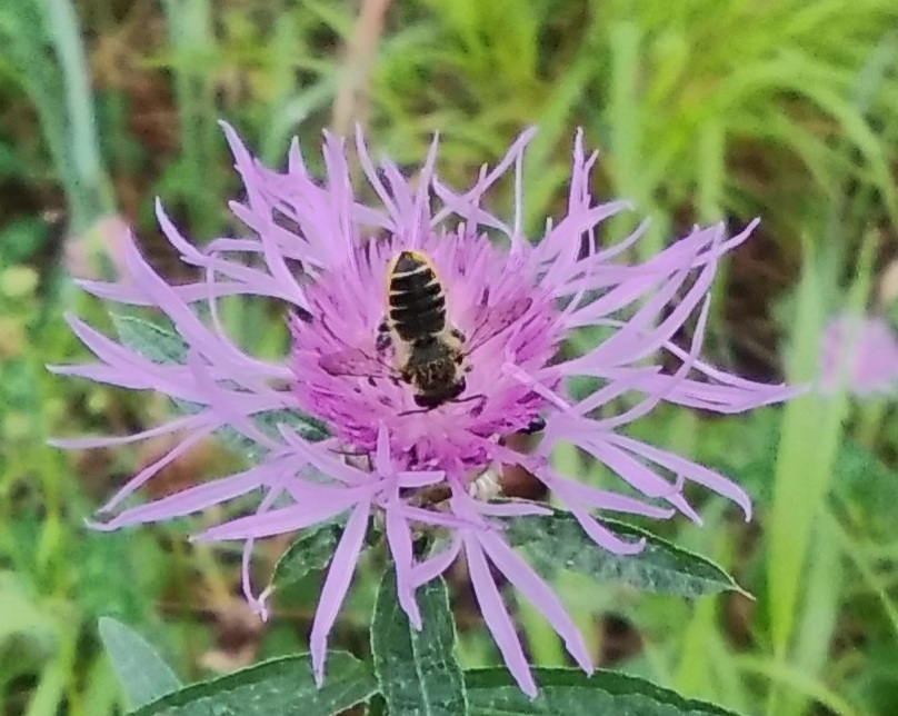Leafcutter, Mortar, and Resin Bees from Parc Duquesne, 69006, France on June 27, 2021 at 11:00 ...