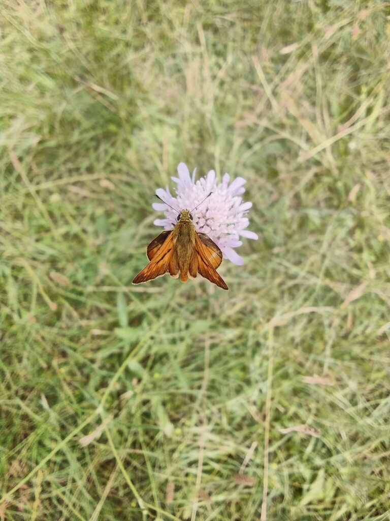 Large Skipper from Parc Duquesne, 69006, France on June 27, 2021 at 11:35 AM by ferlay myriam ...