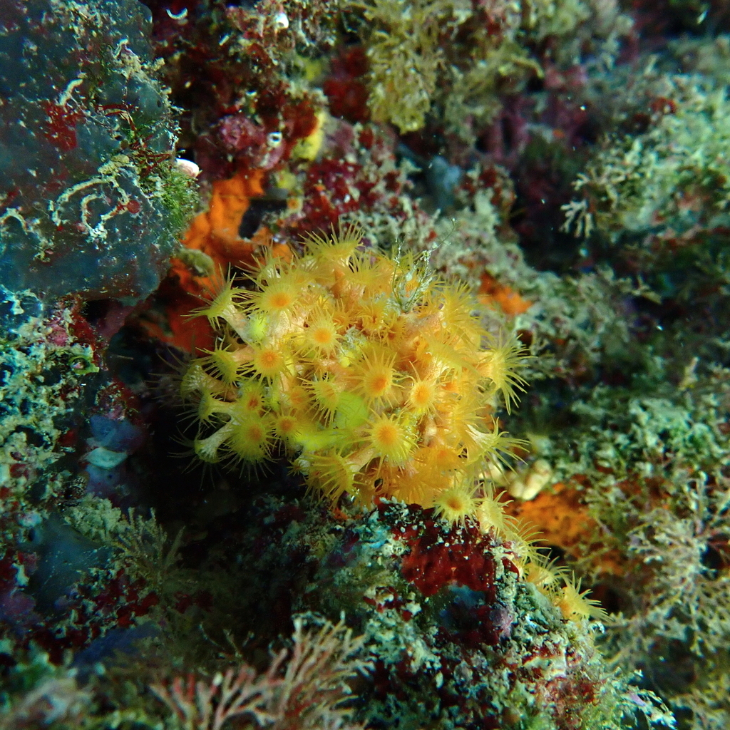 Crumpled Duster Sponge from Šilo, Krk, Croatia on July 18, 2023 at 12: ...