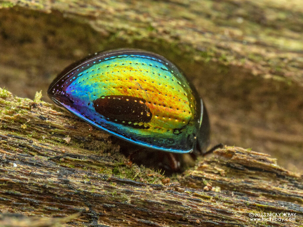 Tetraphyllus from Central Water Catchment, Singapore on September 2 ...