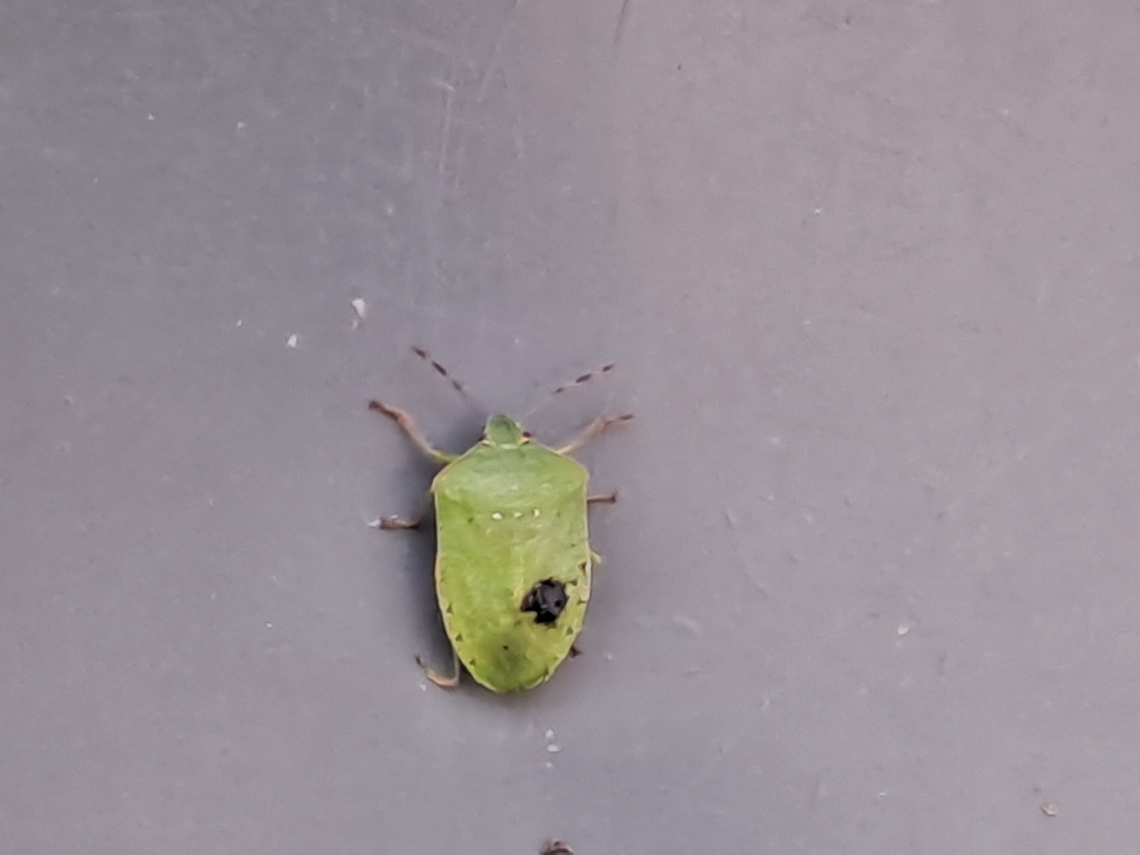 Southern Green Stink Bug from Mondeville, France on August 18, 2023 at ...