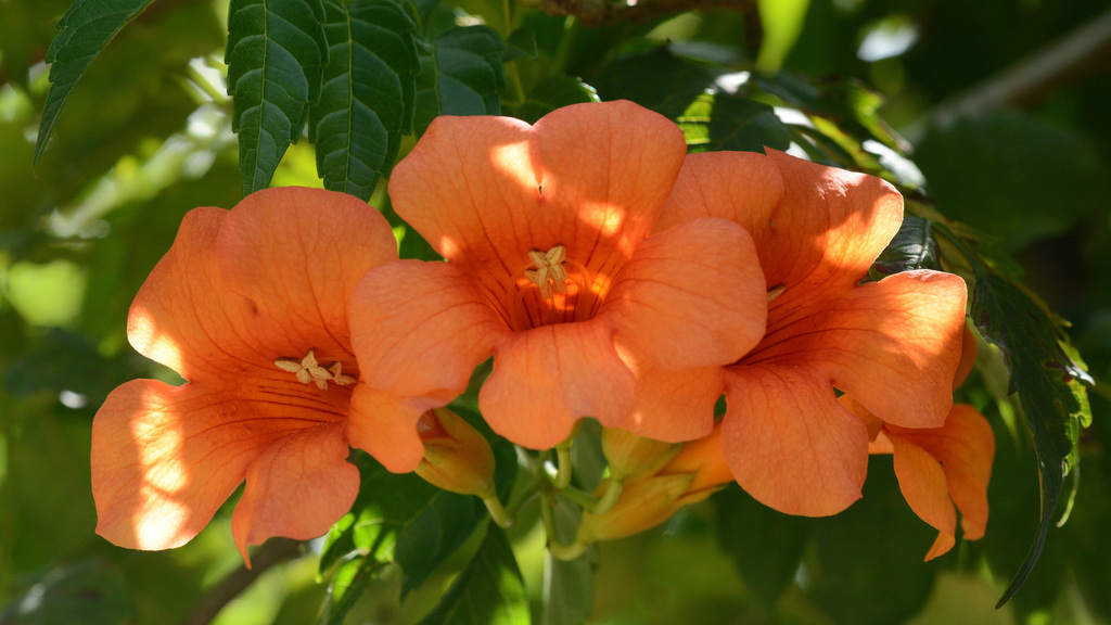Chinese trumpet vine from Lo Wai, Hong Kong on September 19, 2023 at 10 ...