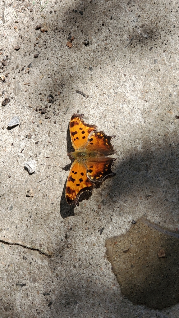 Green Comma from Kemptville, ON K0G 1J0, Canada on September 15, 2023 ...