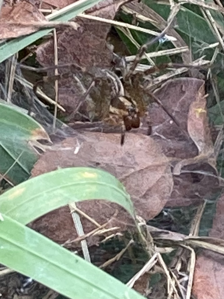 Grass Spiders from Cass Rd, Maumee, OH, US on September 20, 2023 at 10: ...