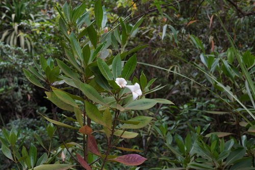 Bikkia montoyae · iNaturalist
