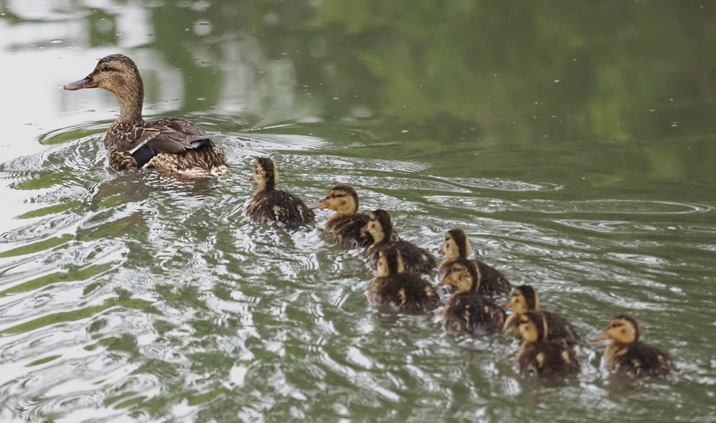 Mallard in August 2023 by S Dowell · iNaturalist