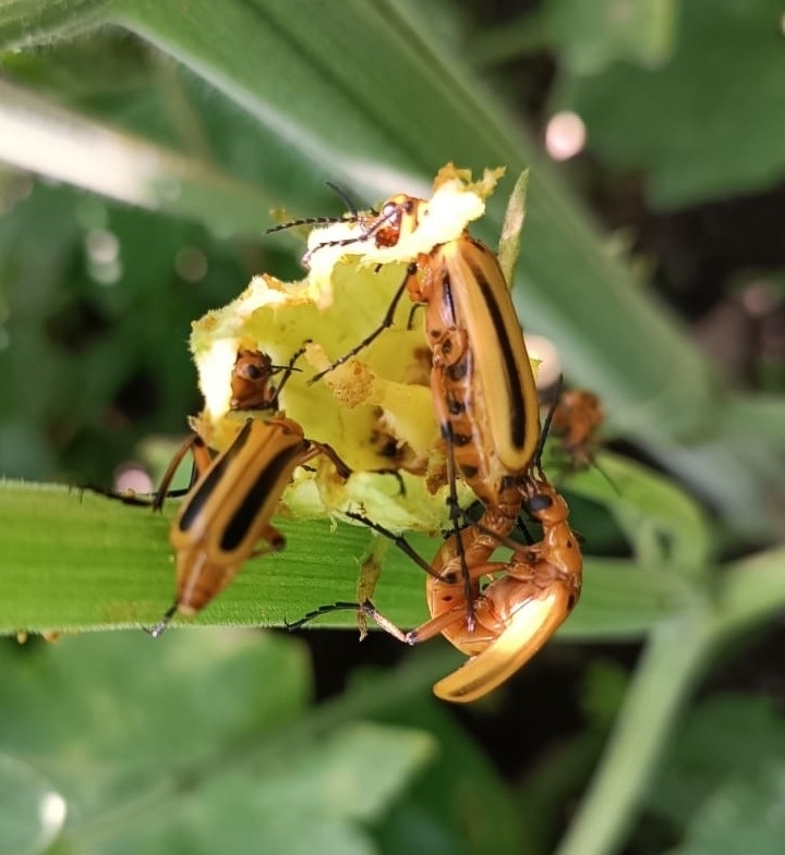 Pyrota divirgata from 62773 Mor., Mexico by Pablo SC · iNaturalist
