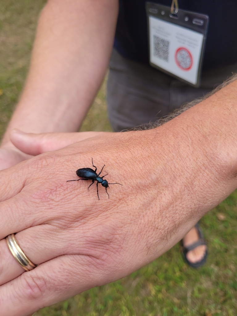 Meloinae from Neola, IA 51559, USA on September 20, 2023 at 10:24 AM by ...