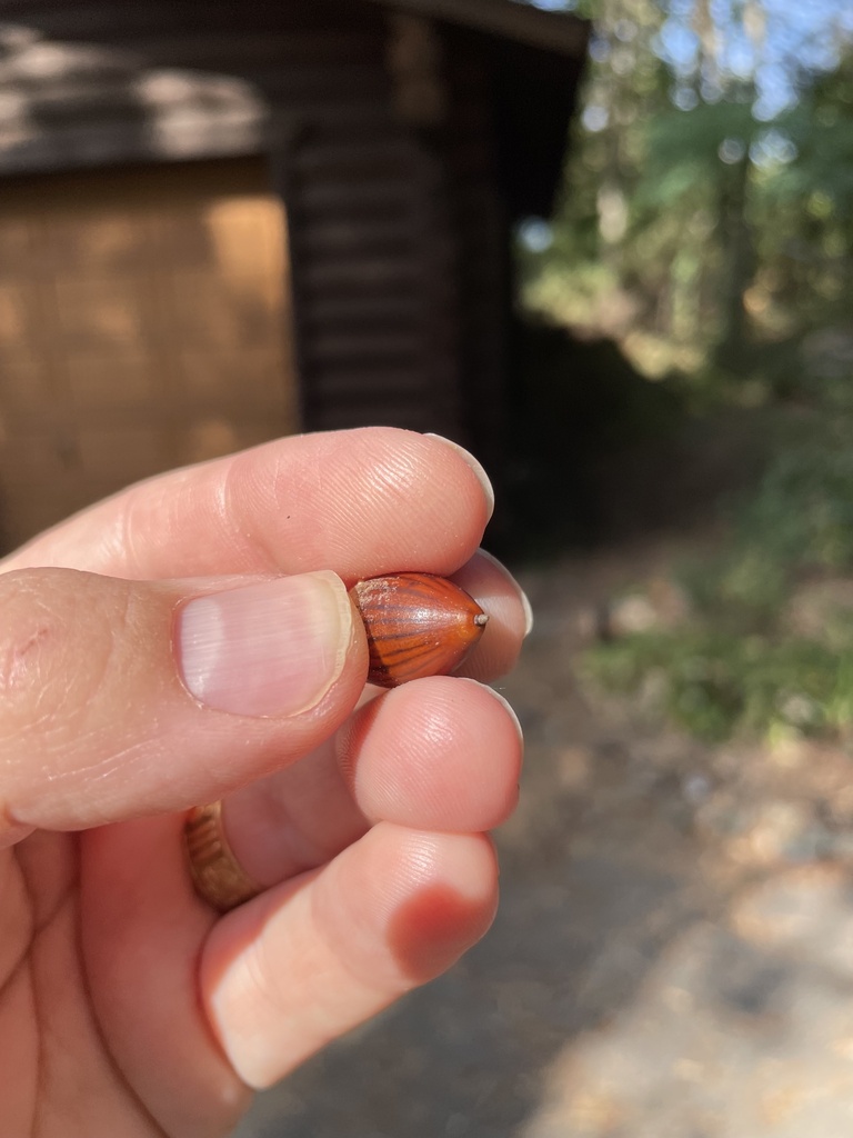 northern pin oak in September 2023 by sheldonthefool · iNaturalist