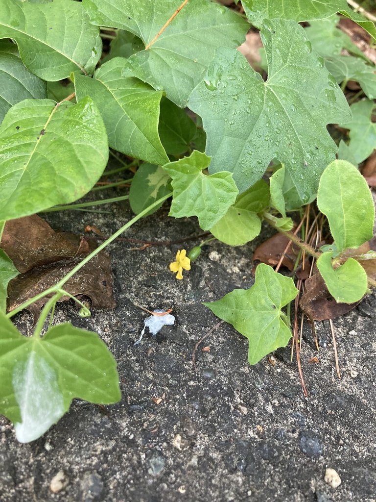creeping cucumber from Owings, MD, US on September 16, 2023 at 07:08 AM ...