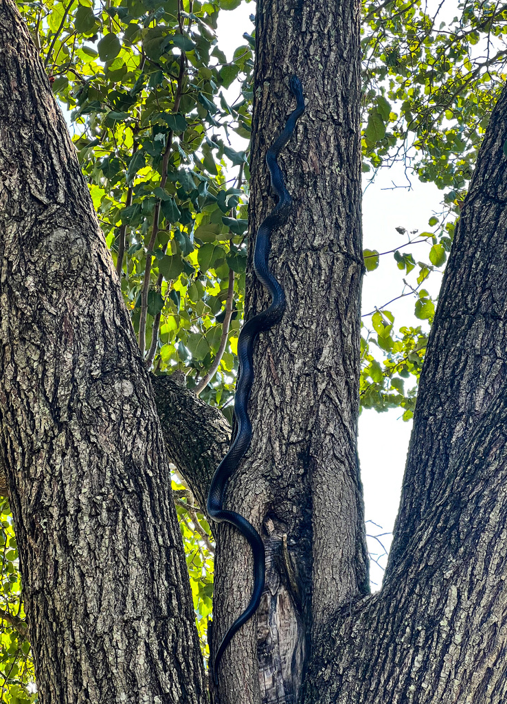Eastern/Gray Ratsnake Complex from Fall Hill Ave, Fredericksburg, VA ...