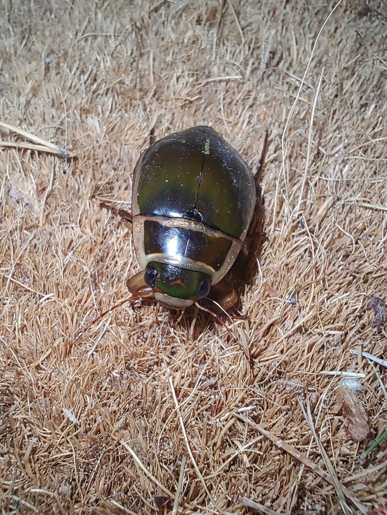 Great Diving Beetle from 29600 Pori, Suomi on September 20, 2023 at 08: ...