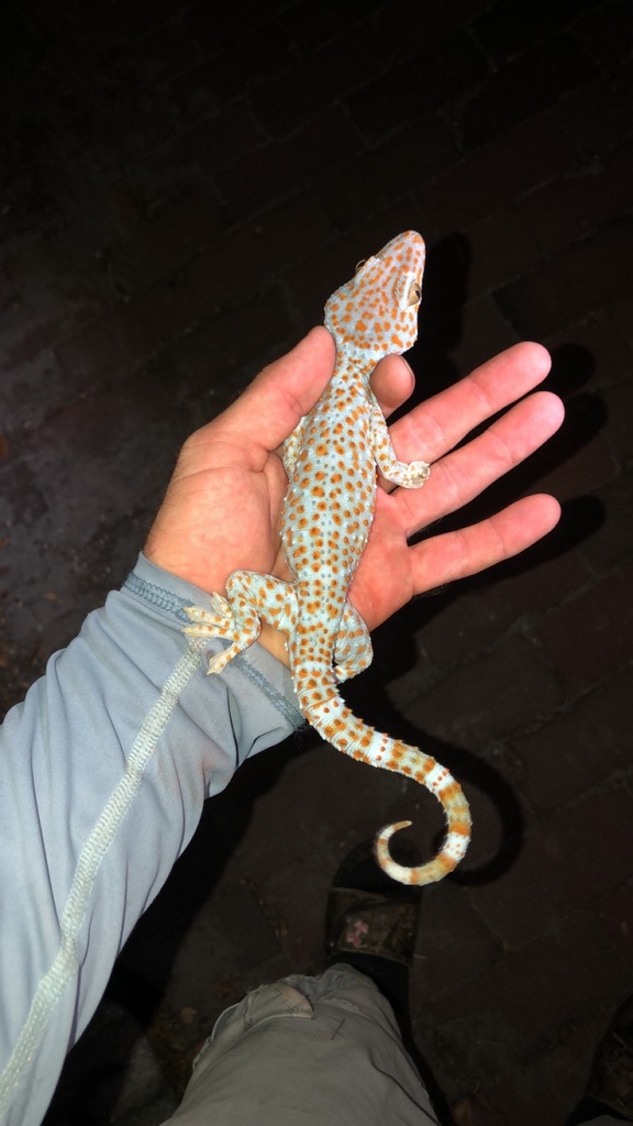 Tokay Gecko from River Beach Dr, Port Charlotte, FL, US on September 20 ...