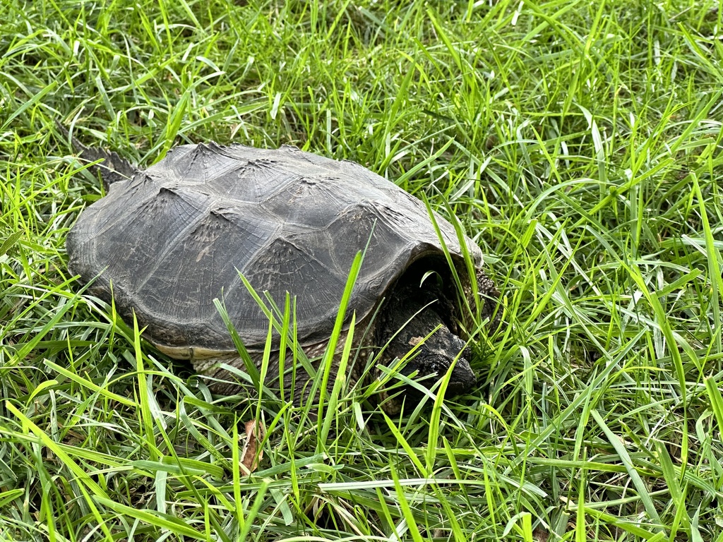 Common Snapping Turtle from New York Botanical Garden, New York, NY, US ...