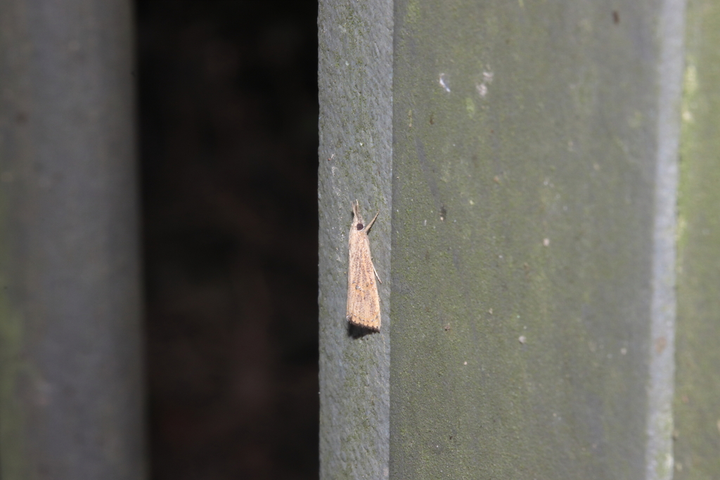 Chilo suppressalis in September 2023 by Nicholas Tam · iNaturalist