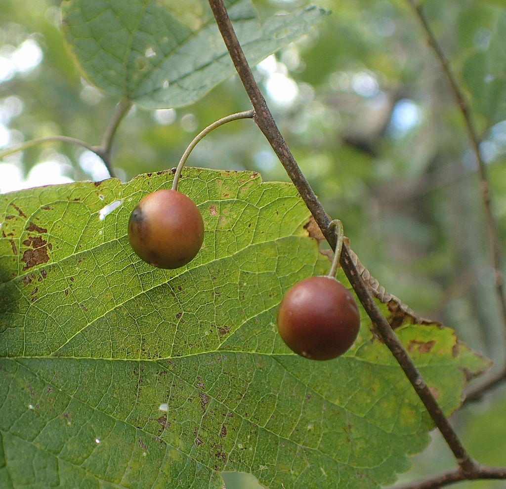 Dwarf Hackberry from Rockingham County, VA, USA on September 19, 2023 ...