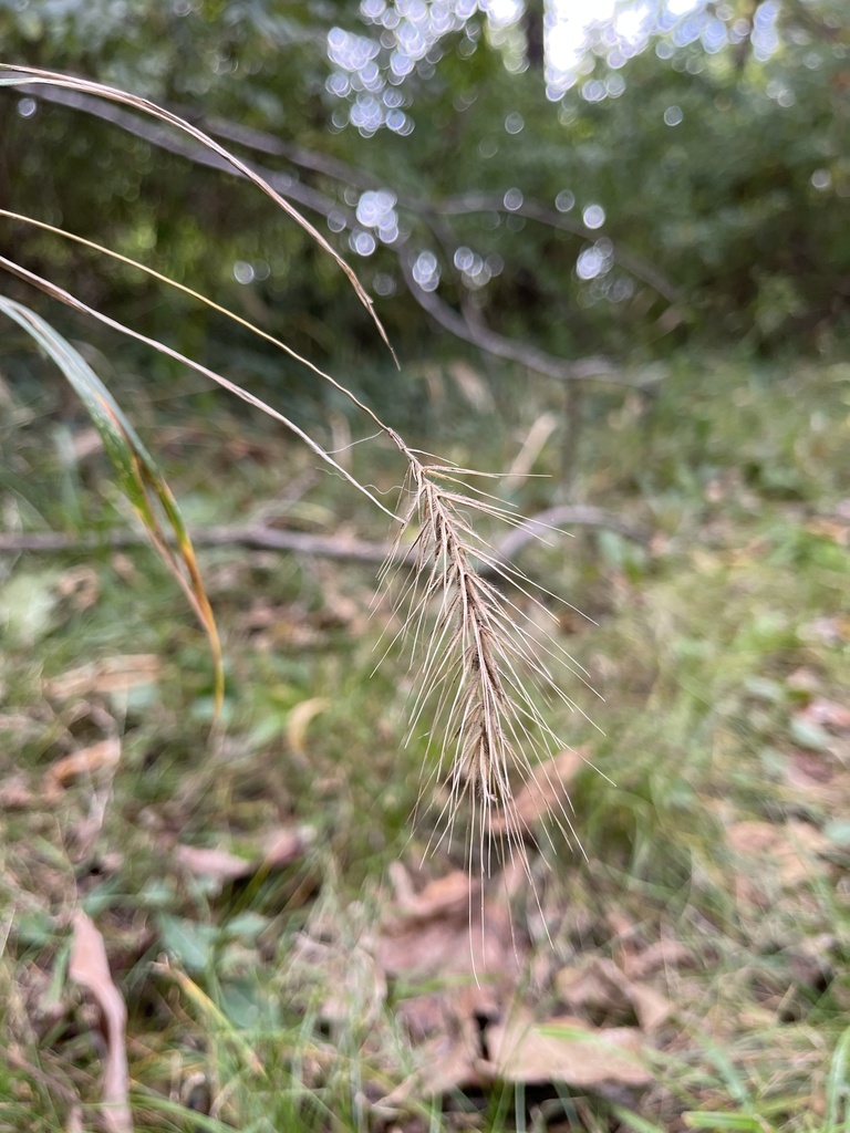 Hordeinae from Nashville Rd, Bowling Green, KY, US on September 20 ...