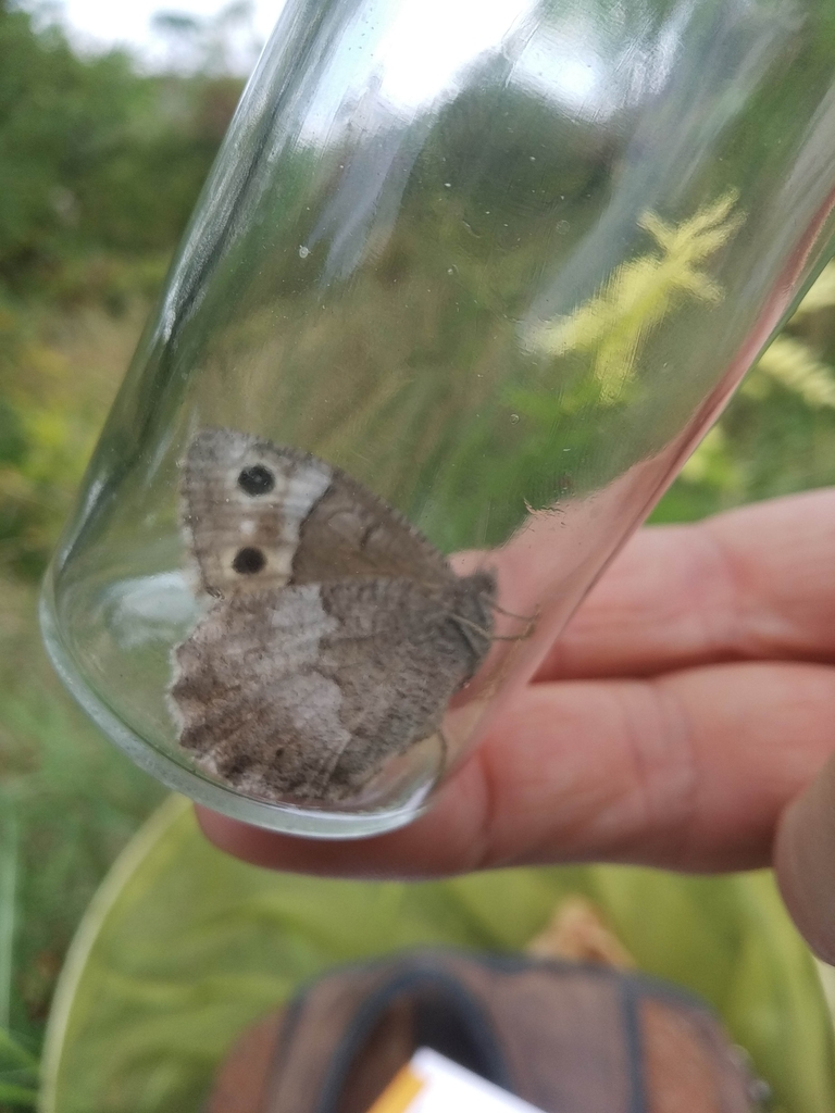 Tree Grayling from Drôme, Rhône-Alpes, FR on September 17, 2023 at 10: ...