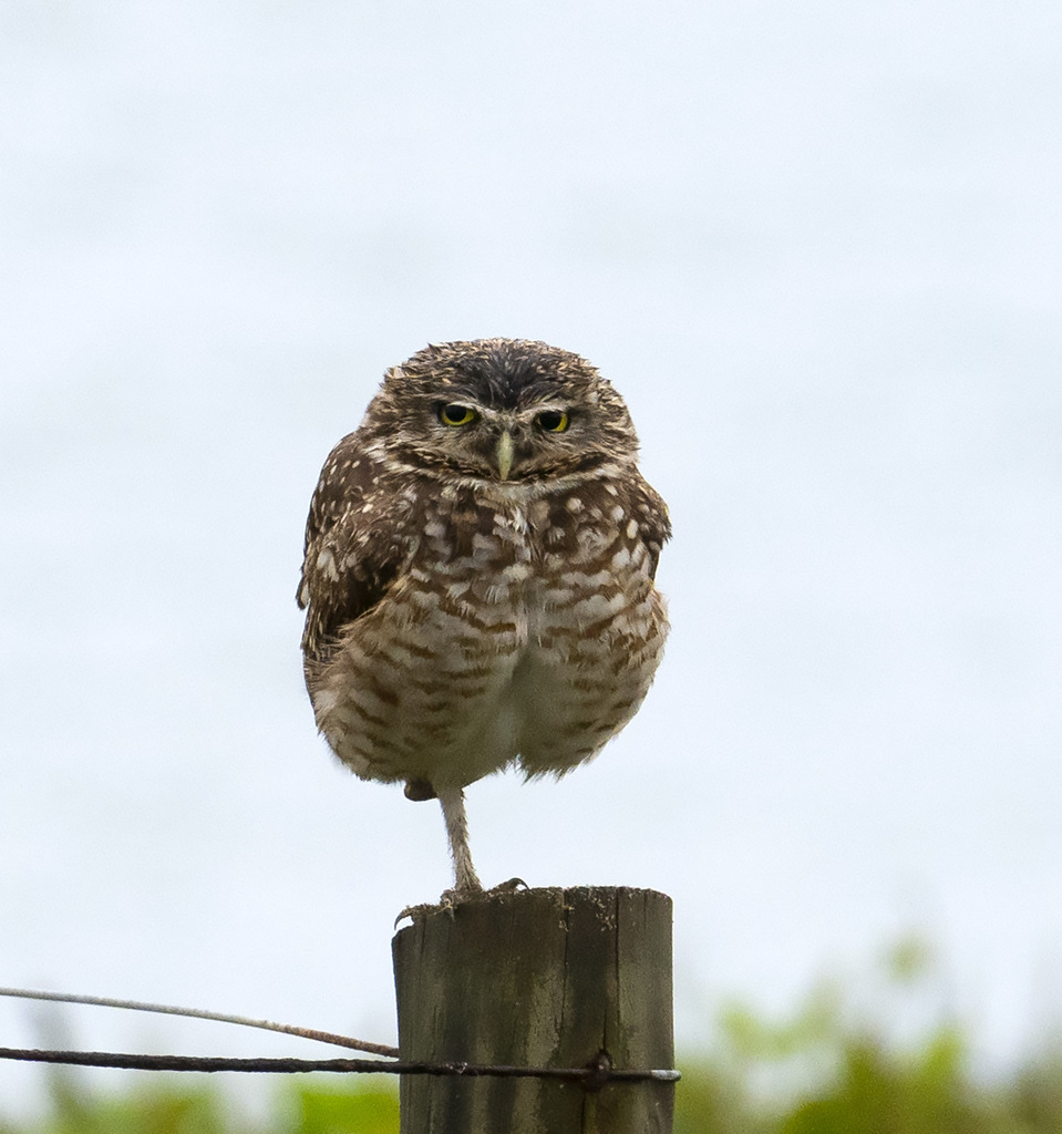 Burrowing Owl from Ubatuba, State of São Paulo, Brazil on August 27 ...