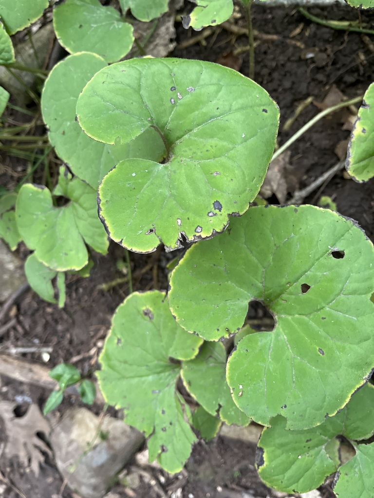 Canadian wild ginger from Nashville Rd, Bowling Green, KY, US on ...