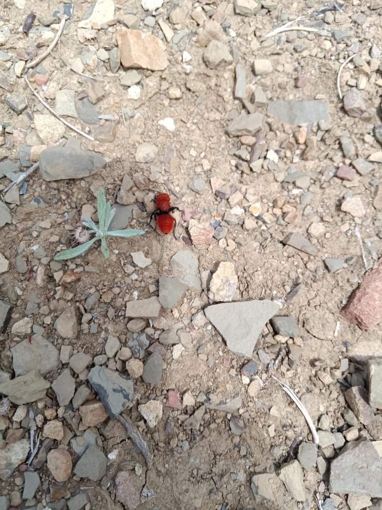 Pacific Velvet Ant from Malibu, CA 90265, USA on September 20, 2023 at ...