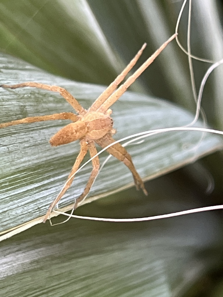American Nursery Web Spider from Mowbray Rd, Akron, OH, US on September ...