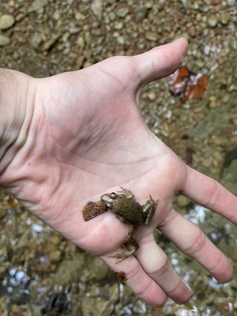 Green Frog from Daniel Boone National Forest, Morehead, KY, US on ...