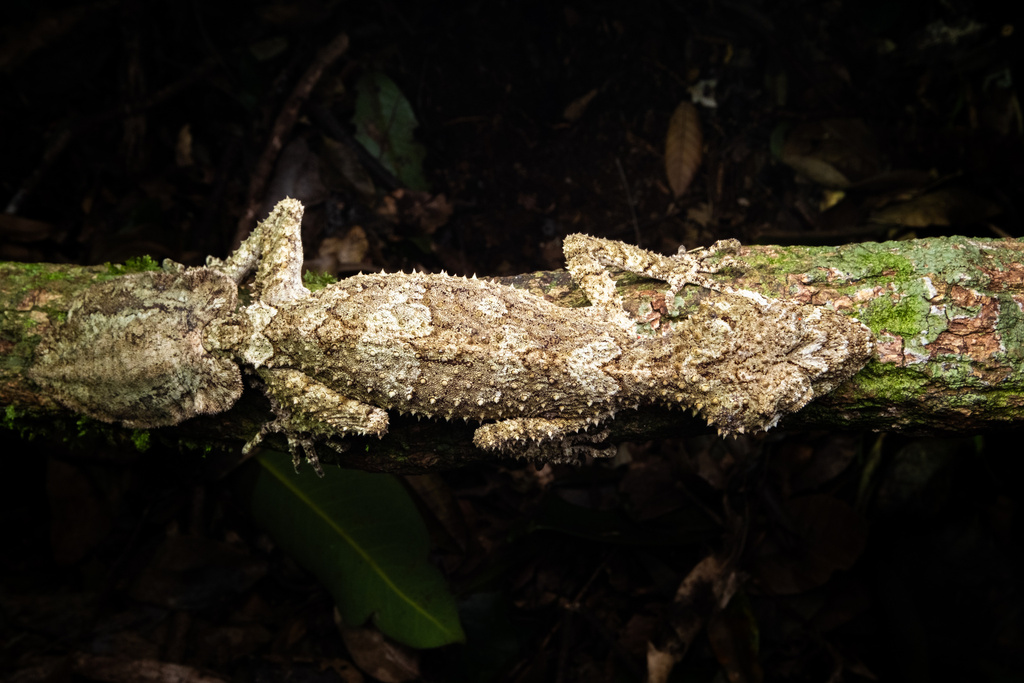 Southern Leaf-tailed Gecko from Lamington National Park, O'Reilly, QLD ...